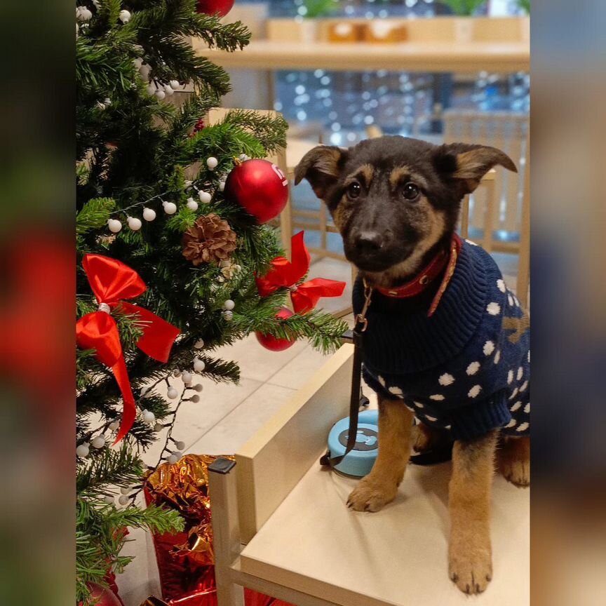 Щенок девочка в добрые руки