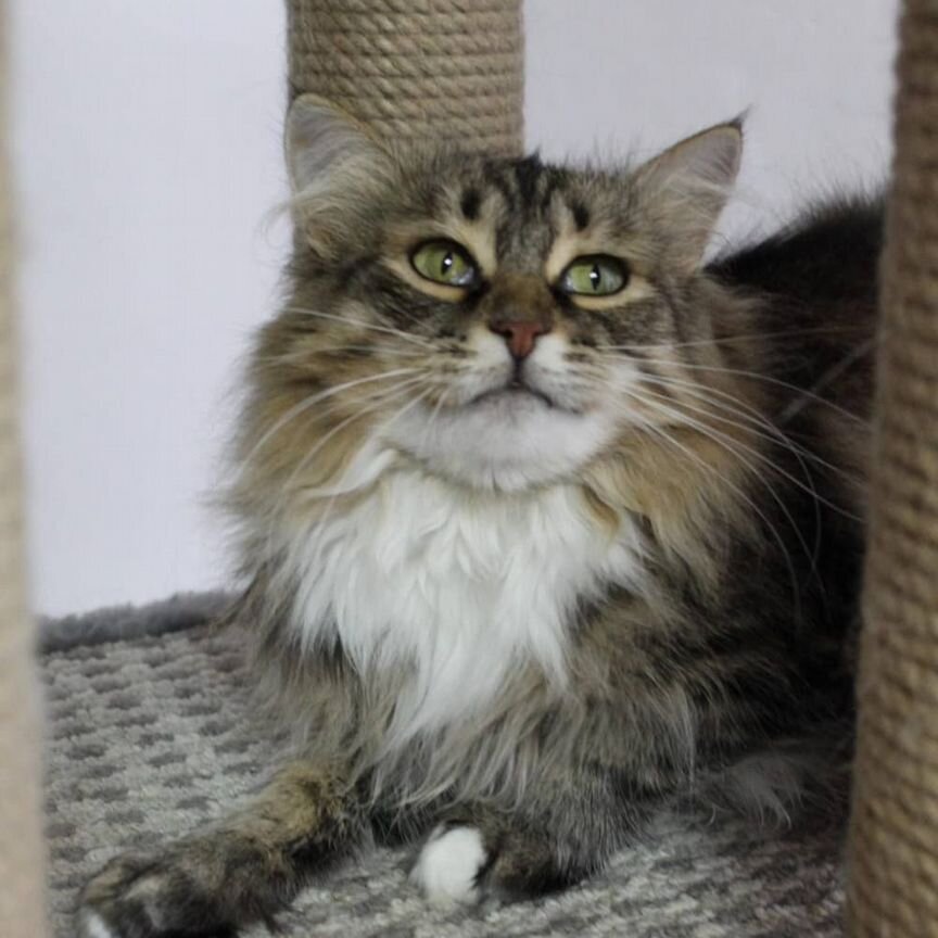 Маша ищет любящий дом