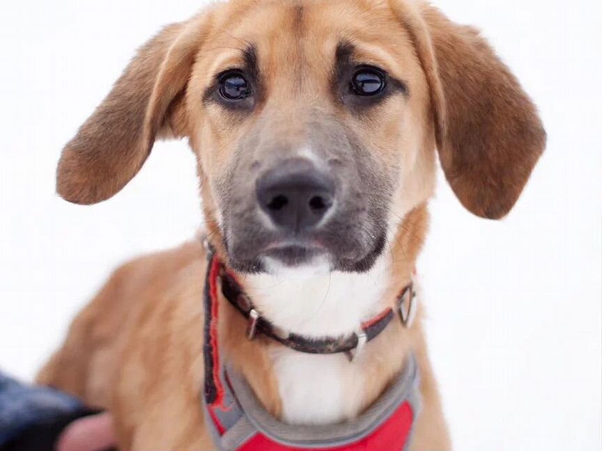 Щенок Эми ищет семью