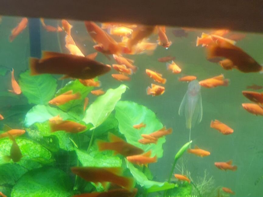 Рубиновые меченосцы