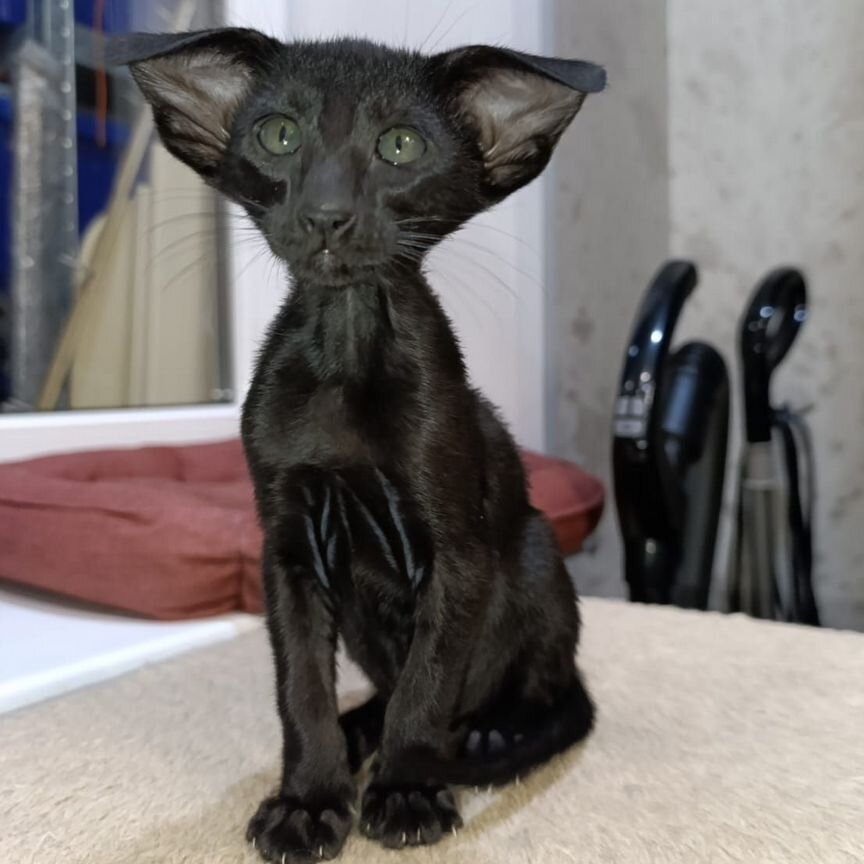 Котята ориенталы