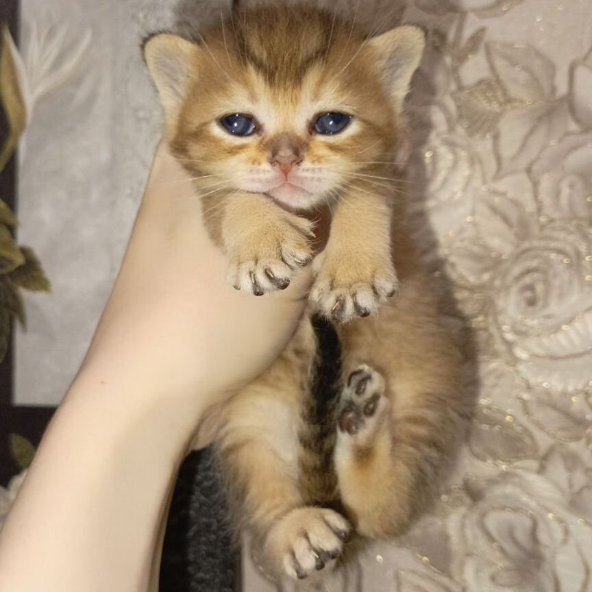 Шиншилловые золотые котята беби-фейс
