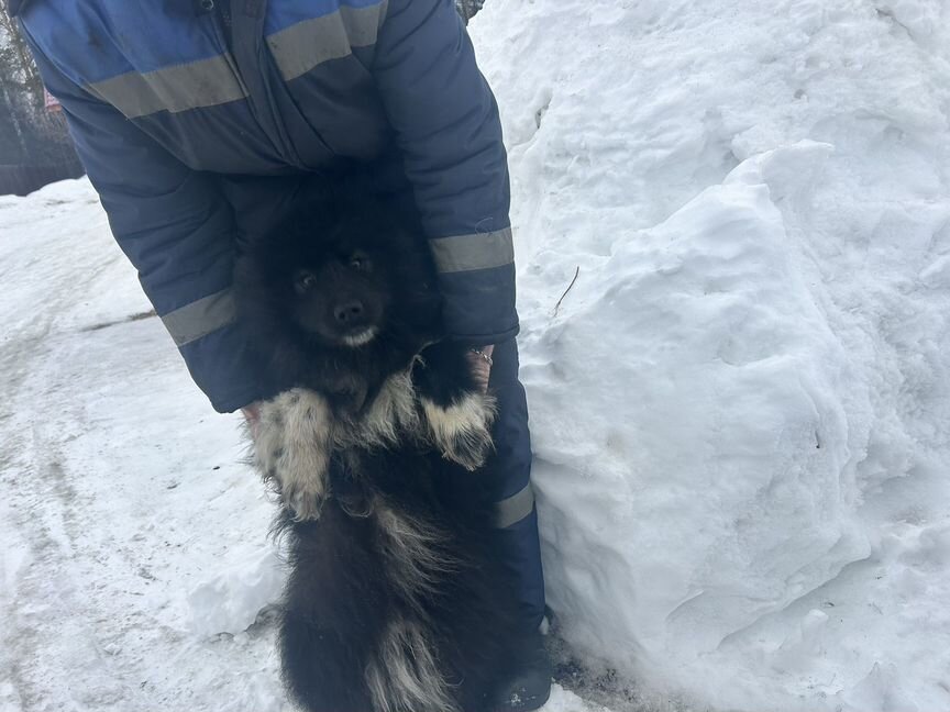 Собака в добрые руки