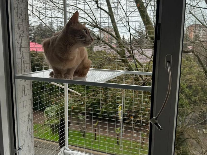 Балкончик для кошки, антикот