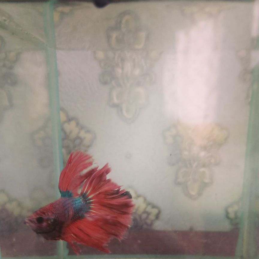 Рыбка петушок самец