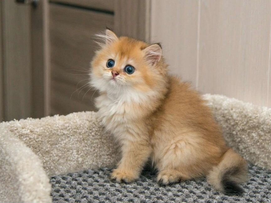 Шотландские котята
