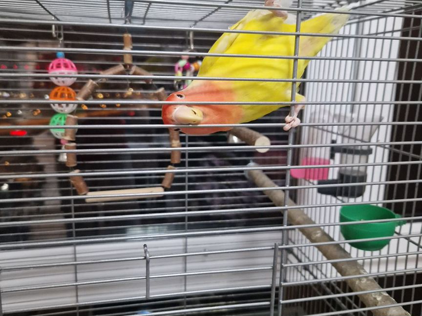 Попугай неразлучник с клеткой