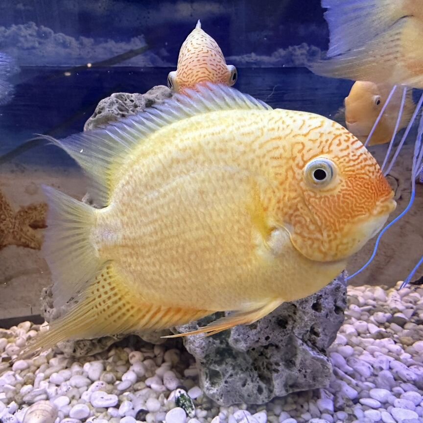 Аквариумные рыбки