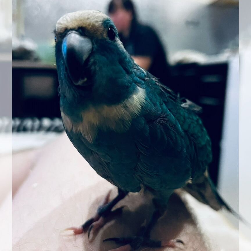 Попугай Какарик