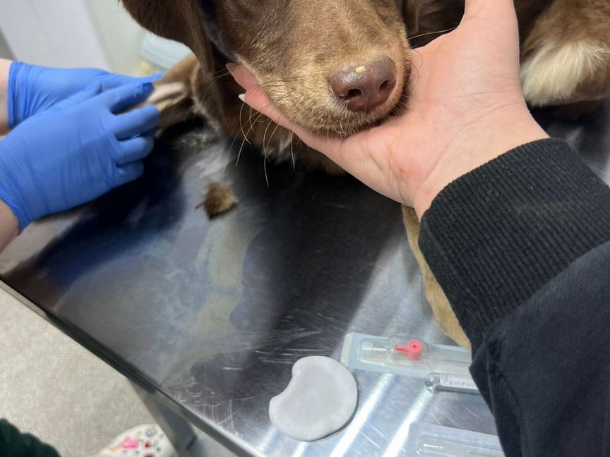 Щенок в добрые руки бесплатно