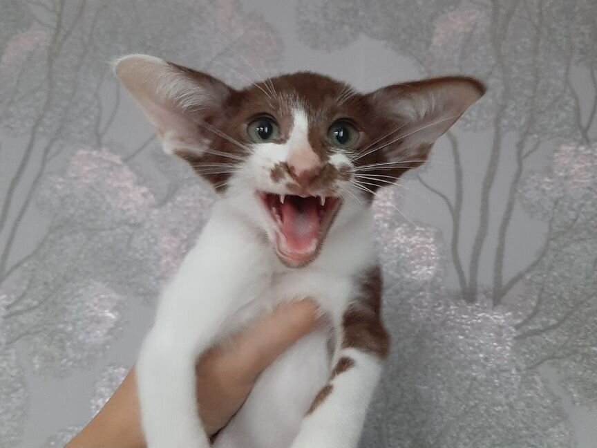 Котёнок орик родословная