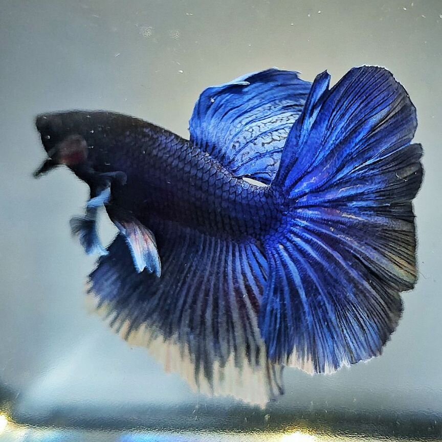 Рыбка петушок синий