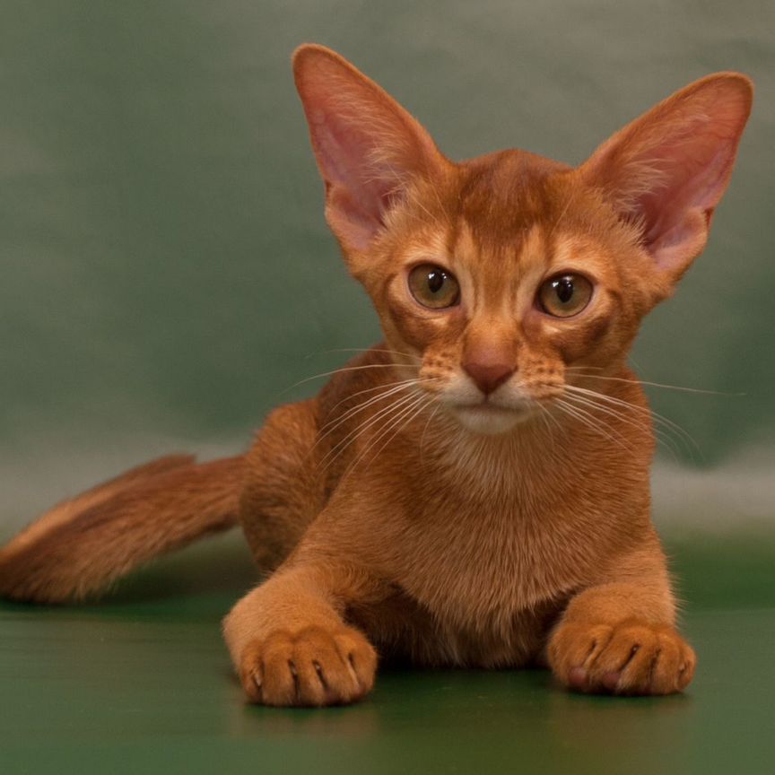 Абиссинский котёнок