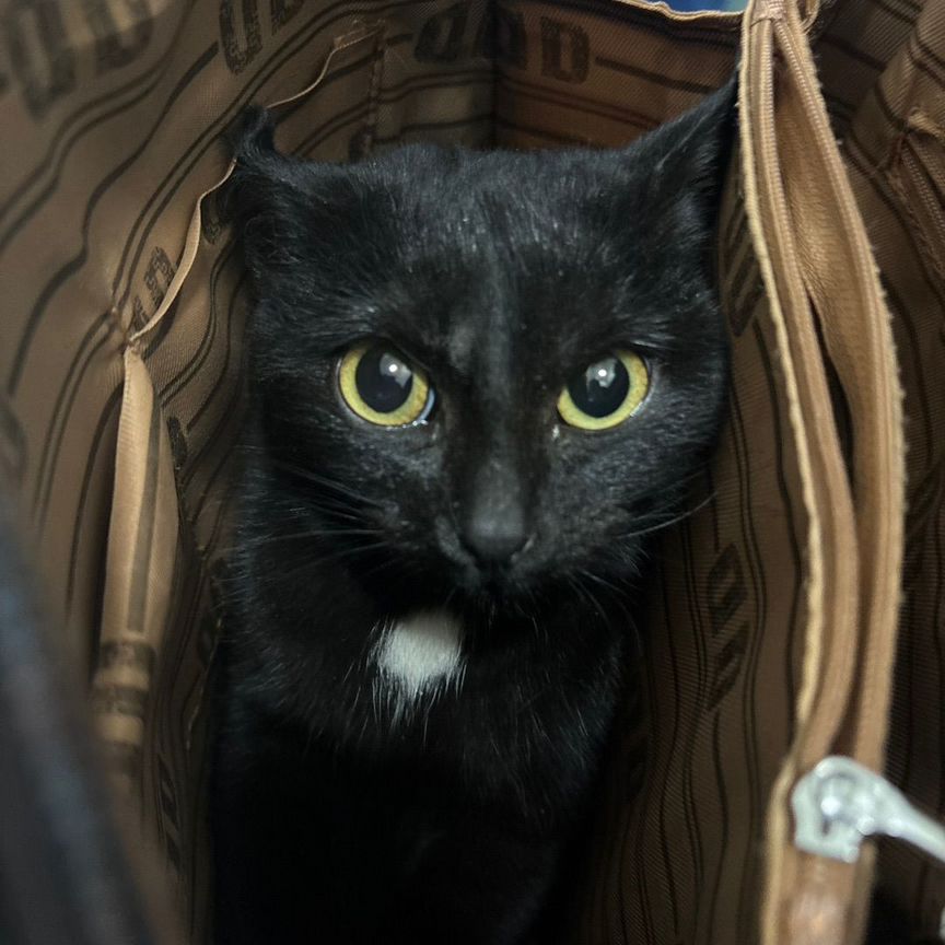 Котята в добрые руки бесплатно
