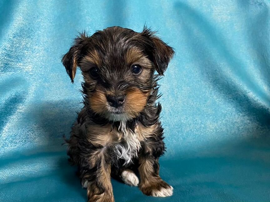 Йоркширский терьер щенки