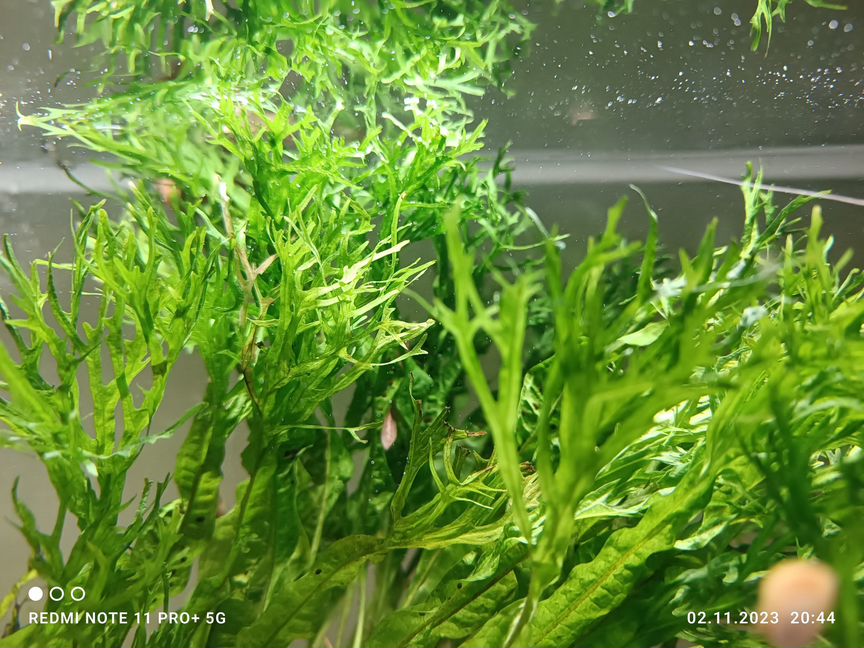 Тайландский папоротник Винделова Microsorum pterop