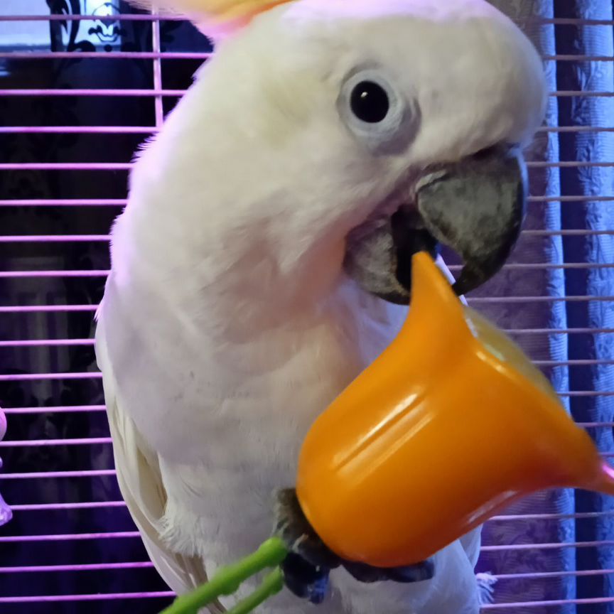 Говорящий ручной какаду