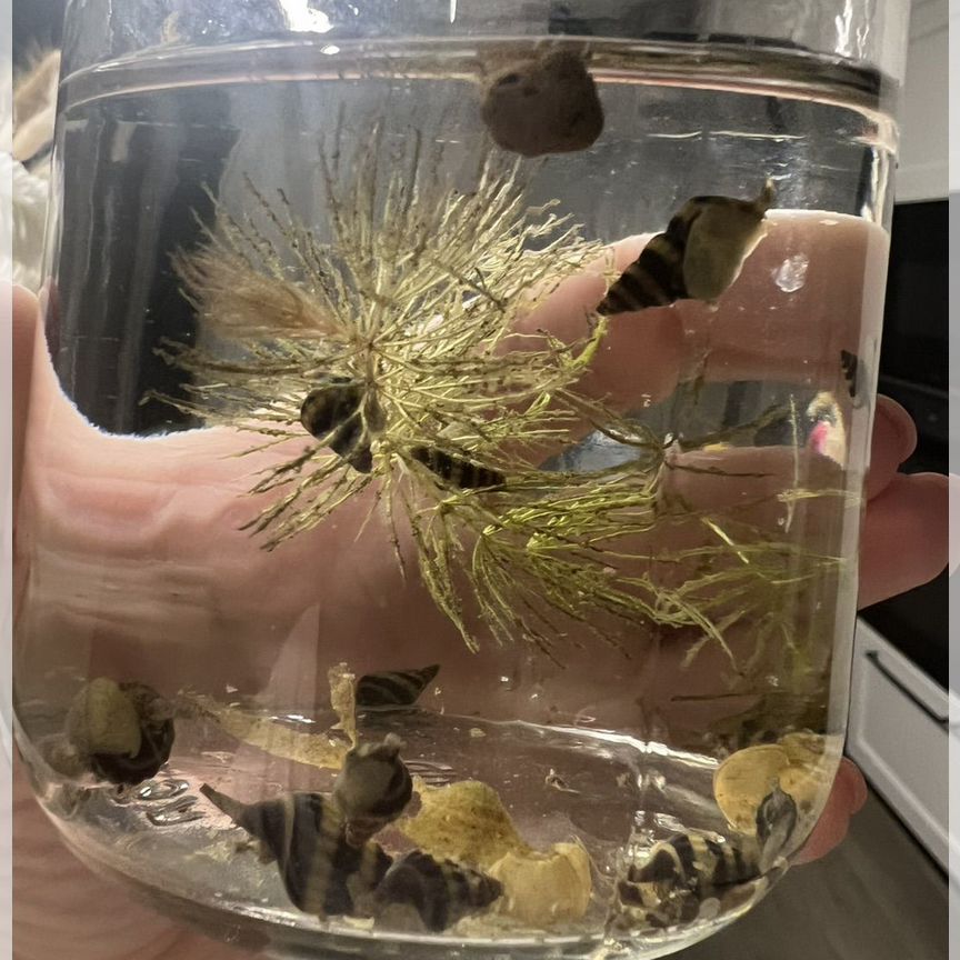 Улитка хелена