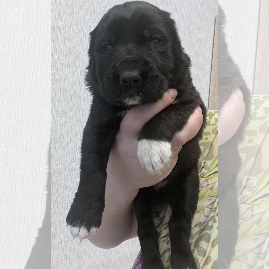 Среднеазиатская овчарка, щенки сао, черный алабай