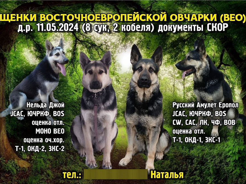 Щенки вео Восточноевропейская овчарка