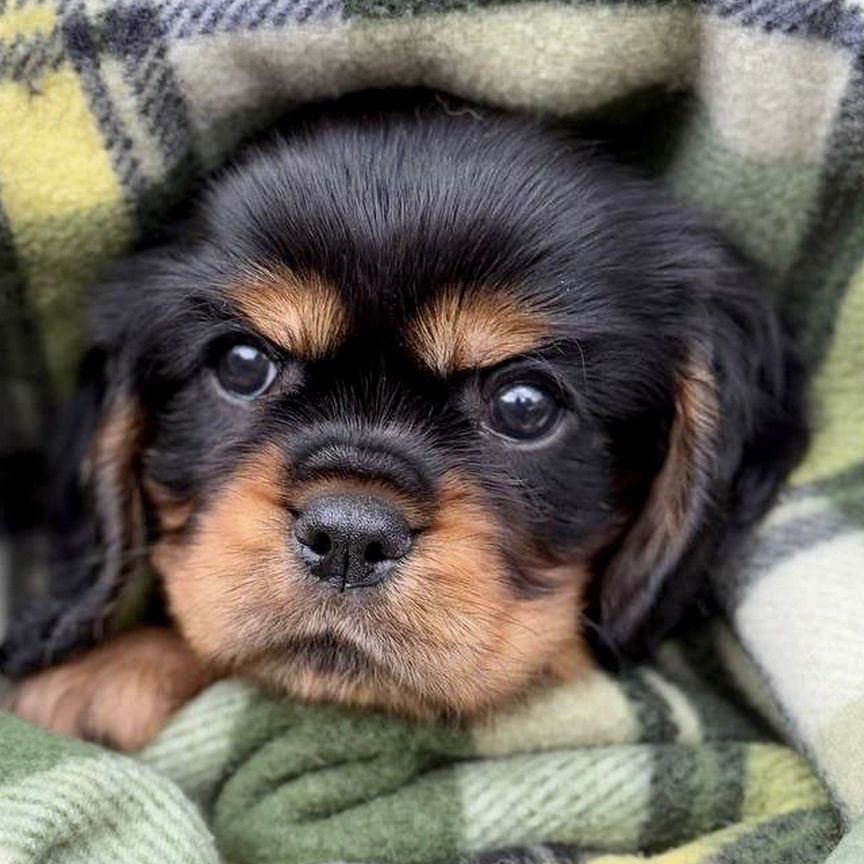 Кавалер кинг-чарльз-спаниель, щенок