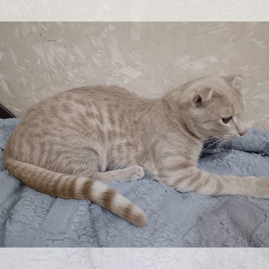 Котёнок подросток мест британца в добрые руки