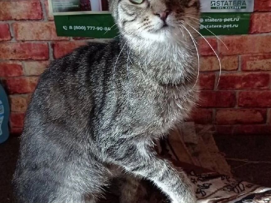 Кошки в добрые руки