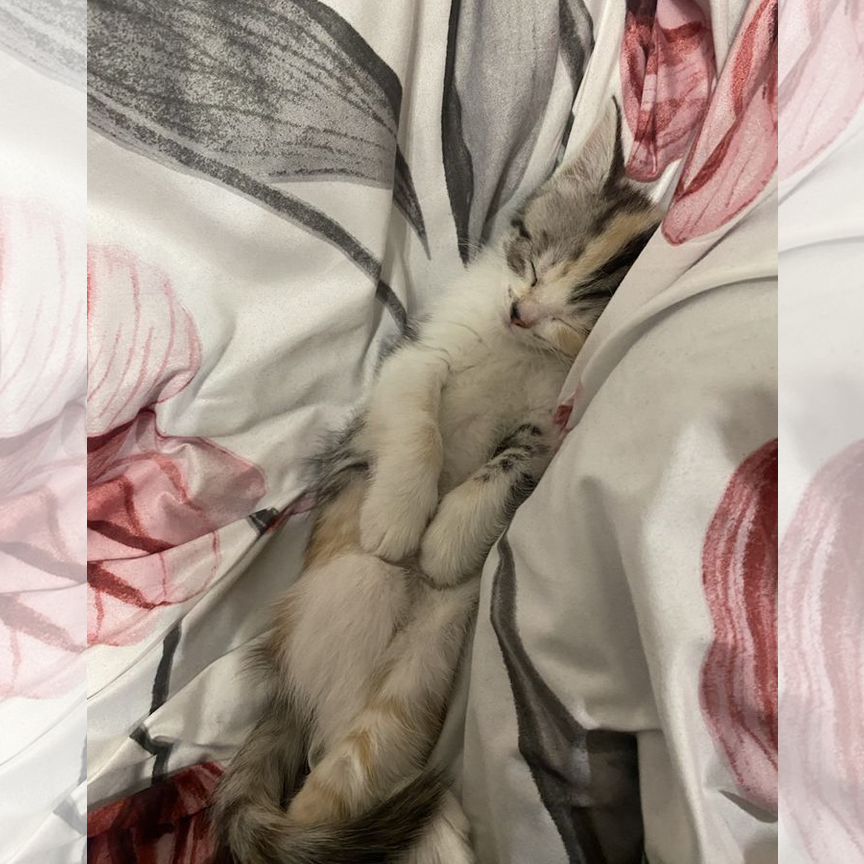 Метис Шотландская кошечка