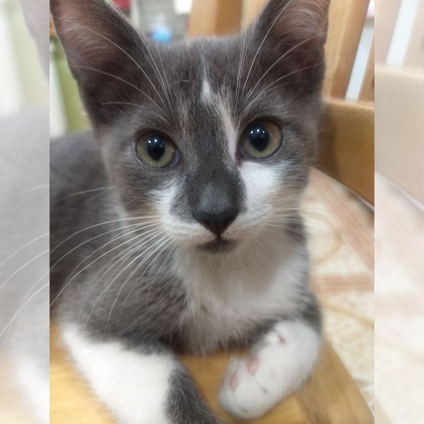 Котенок лучший