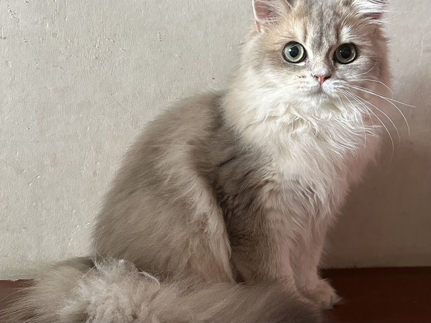 Длинношерстная британка