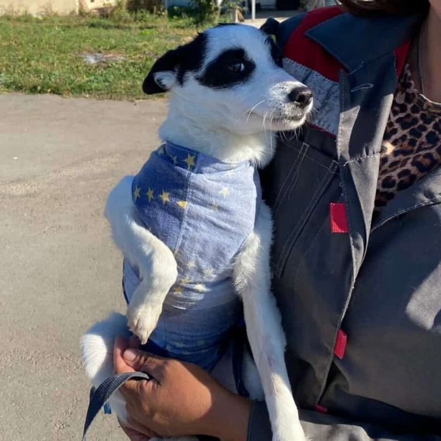 Маленькая собака в добрые руки