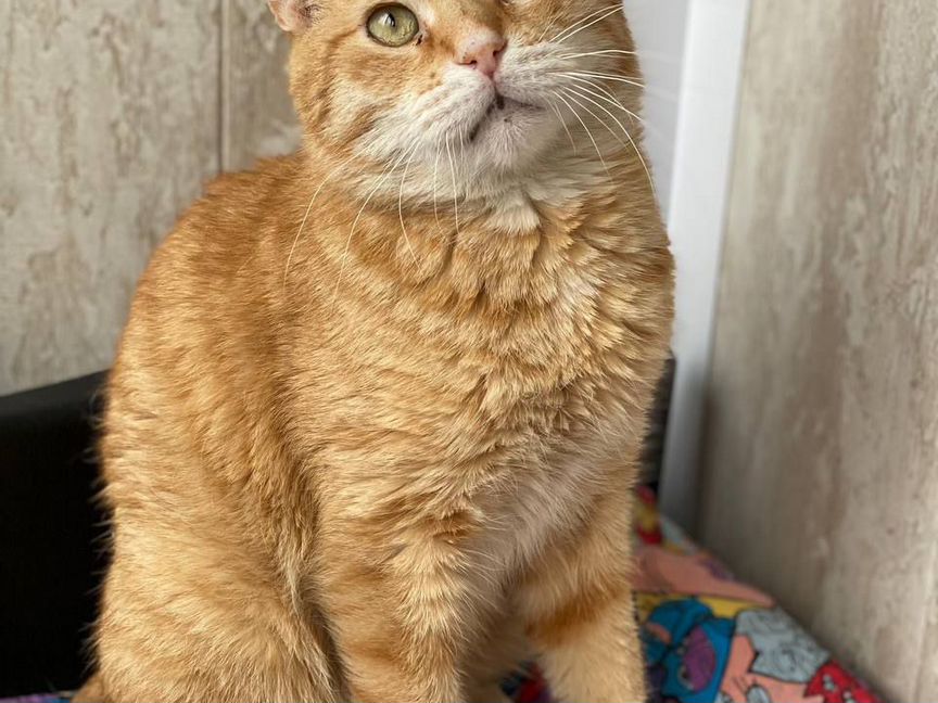 Рыжий Кот ищет дом