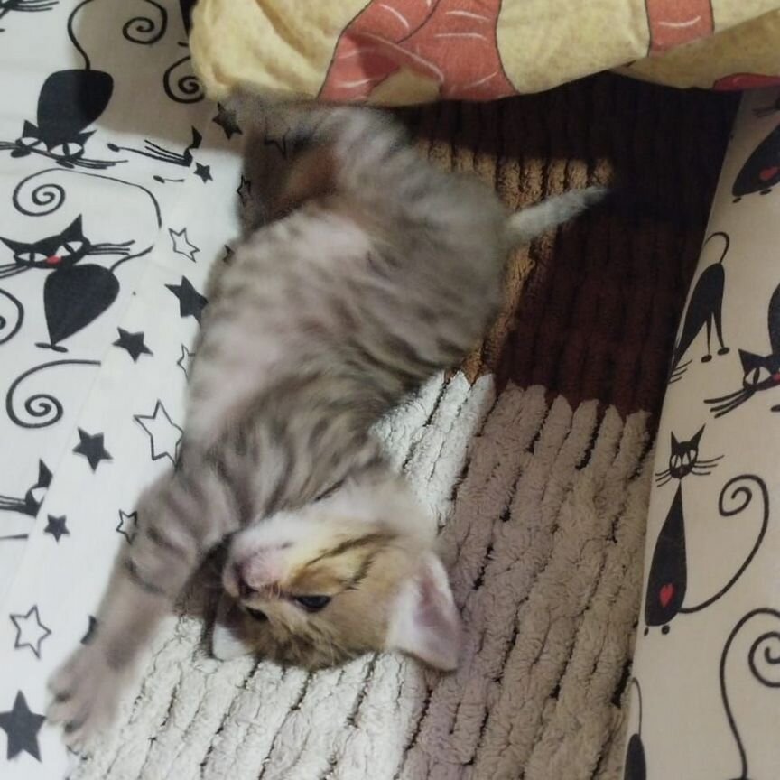 Котенок, срочный пристрой, подкидыш