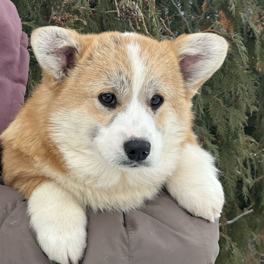 Корги малыш
