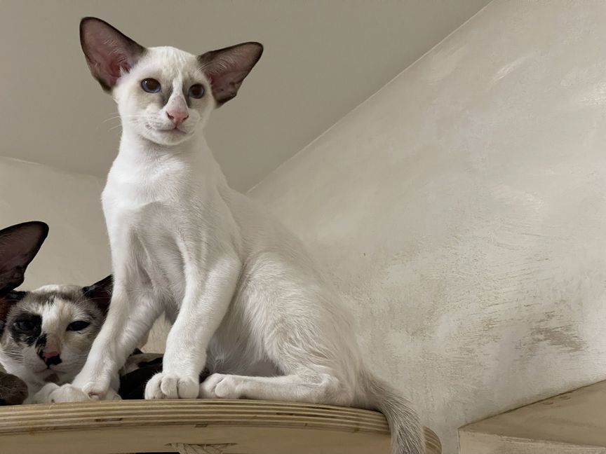 За Сейшелами к нам