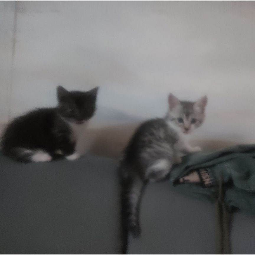 Отдам бесплатно котят девочки приучены лотку