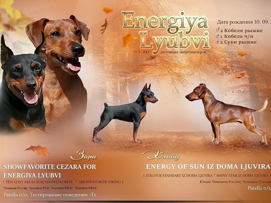 Щенки цвергпинчера