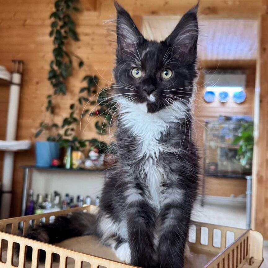 Котенок мейн-кун девочка