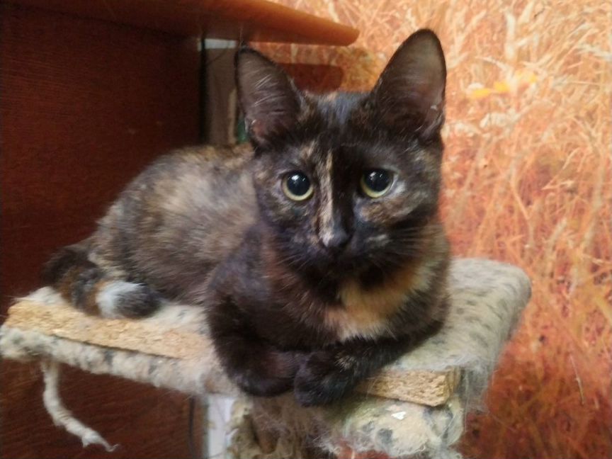 Котёнок девочка хорошая скромная добрая