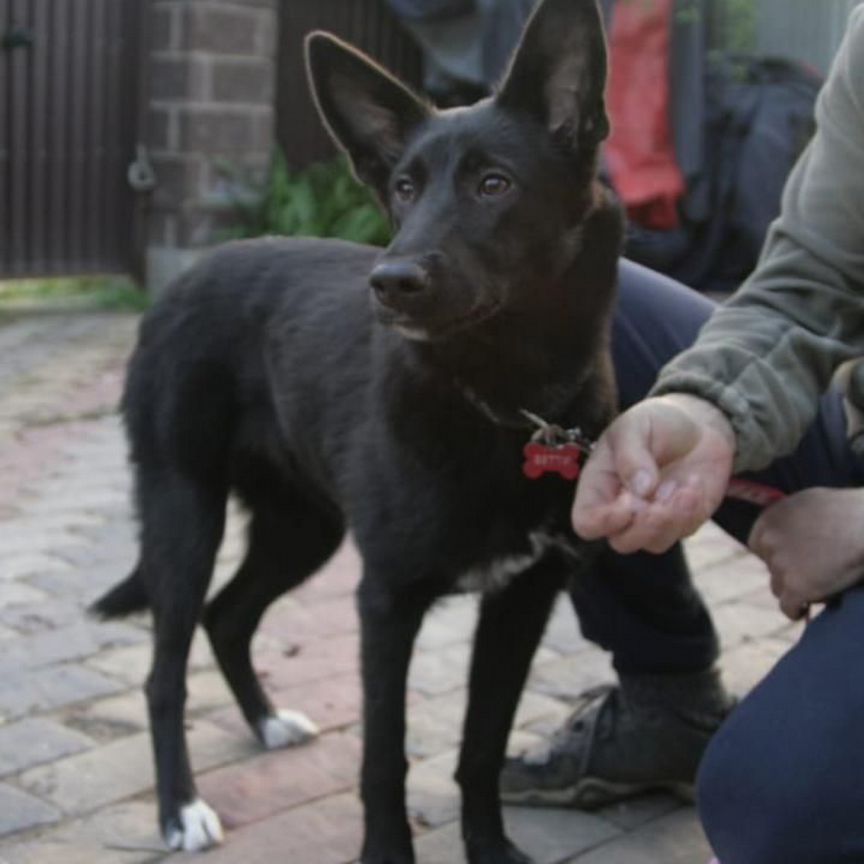 Пристройство собак