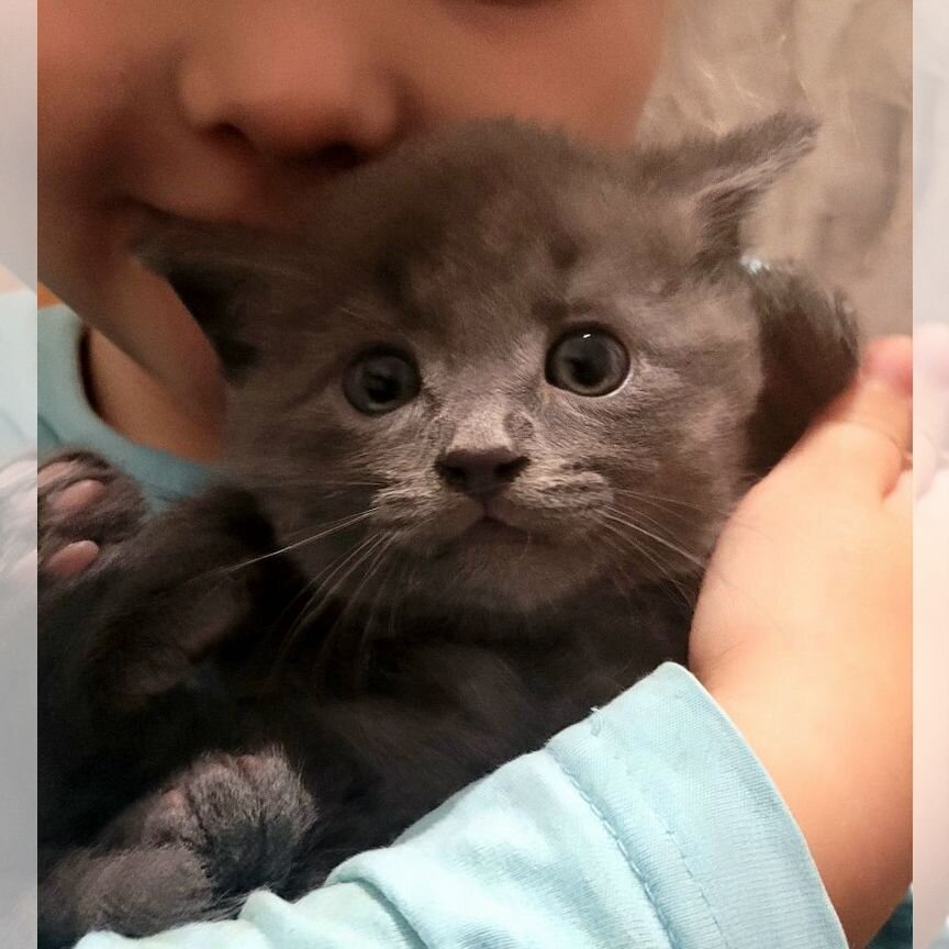 Котята в добрые руки бесплатно