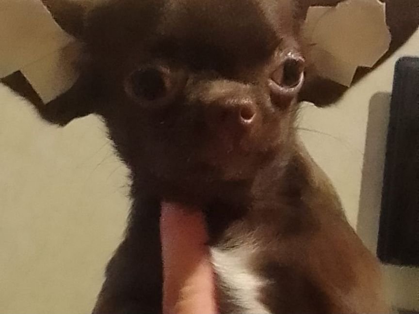 Породные бейби щенки чихуахуа мини