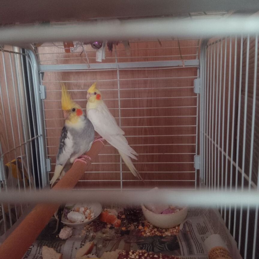 Попугай корелла пара