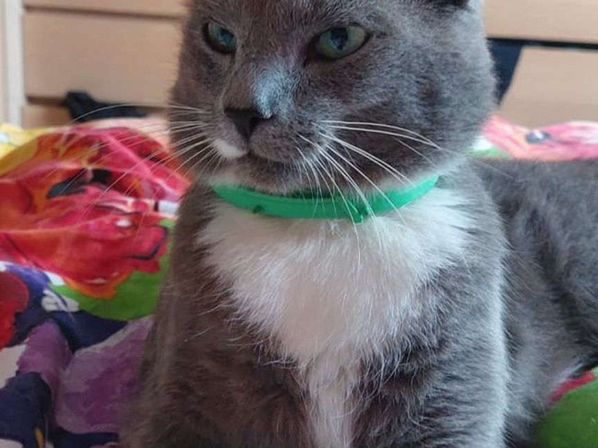 Годовалый котик в заботливые руки