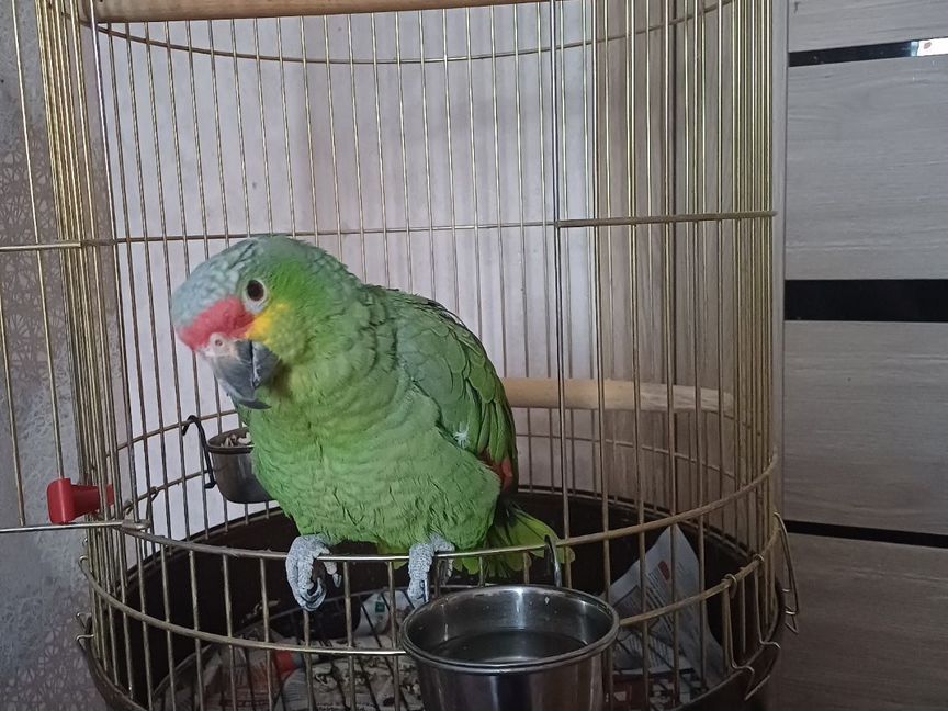 Попугай Амазон