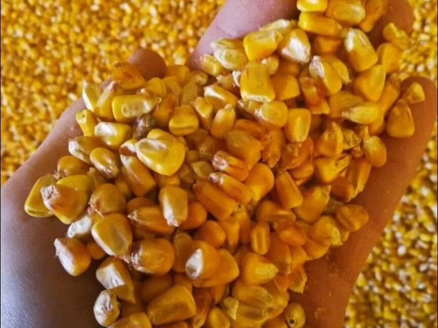 Кормовая кукуруза, Семечко на корм/посев