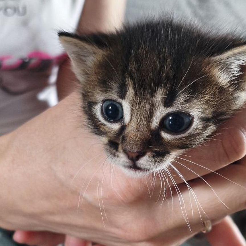 Котёнок в добрые руки