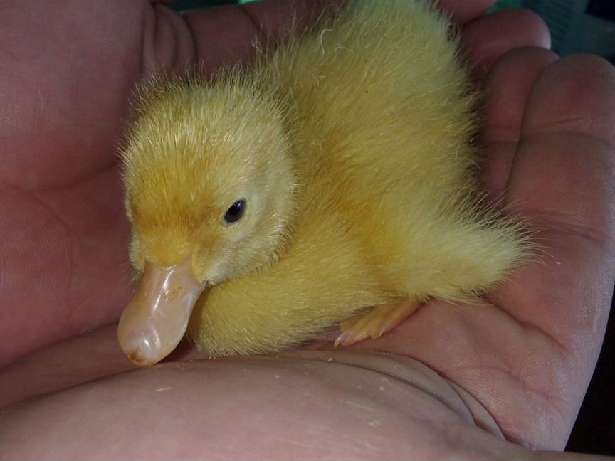 Утята агидель