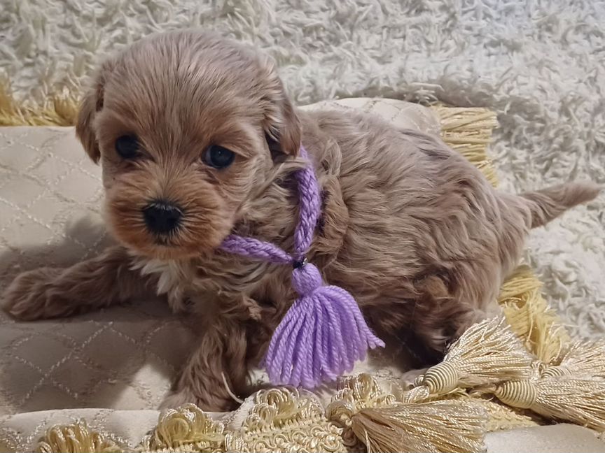 Чудо мальтипу