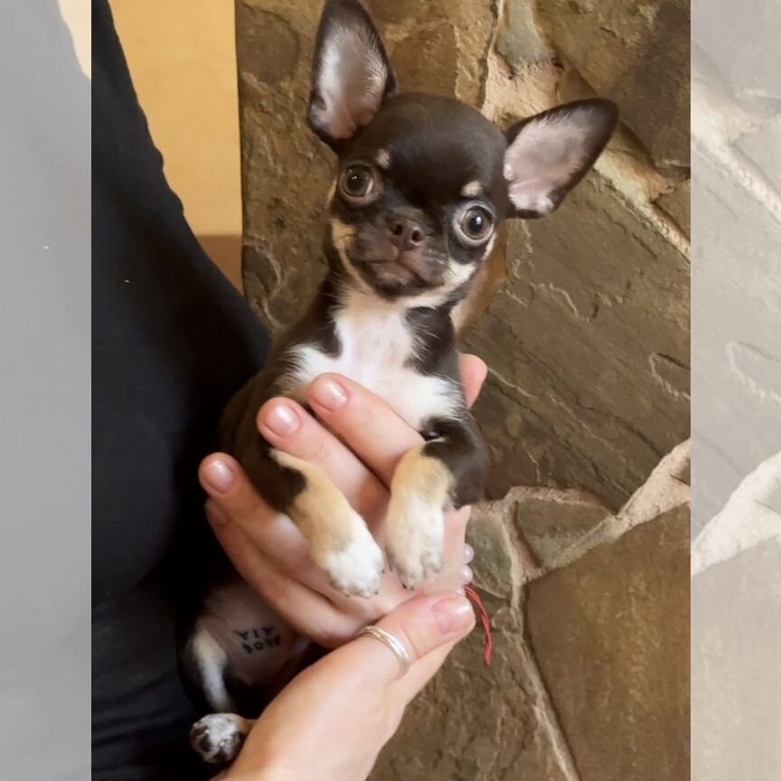 Чихуахуа, щенок